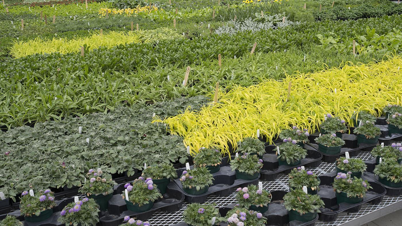 Plant Propagation Techniques | Chicago Botanic Garden